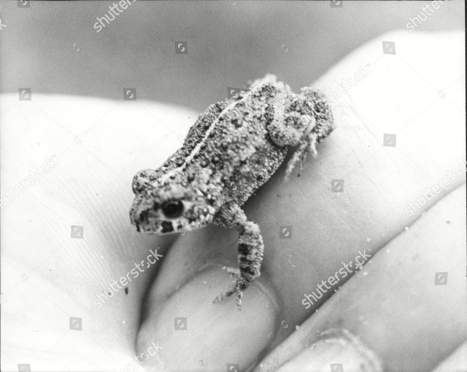 Natter Jack Toad Editorial Stock Photo - Stock Image | Shutterstock
