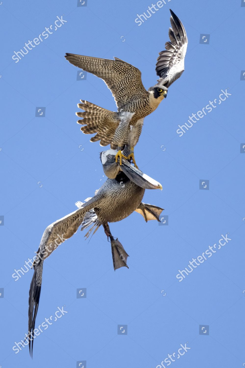 Tiny Falcon Bravely Attacks Pelican Which Editorial Stock Photo - Stock ...