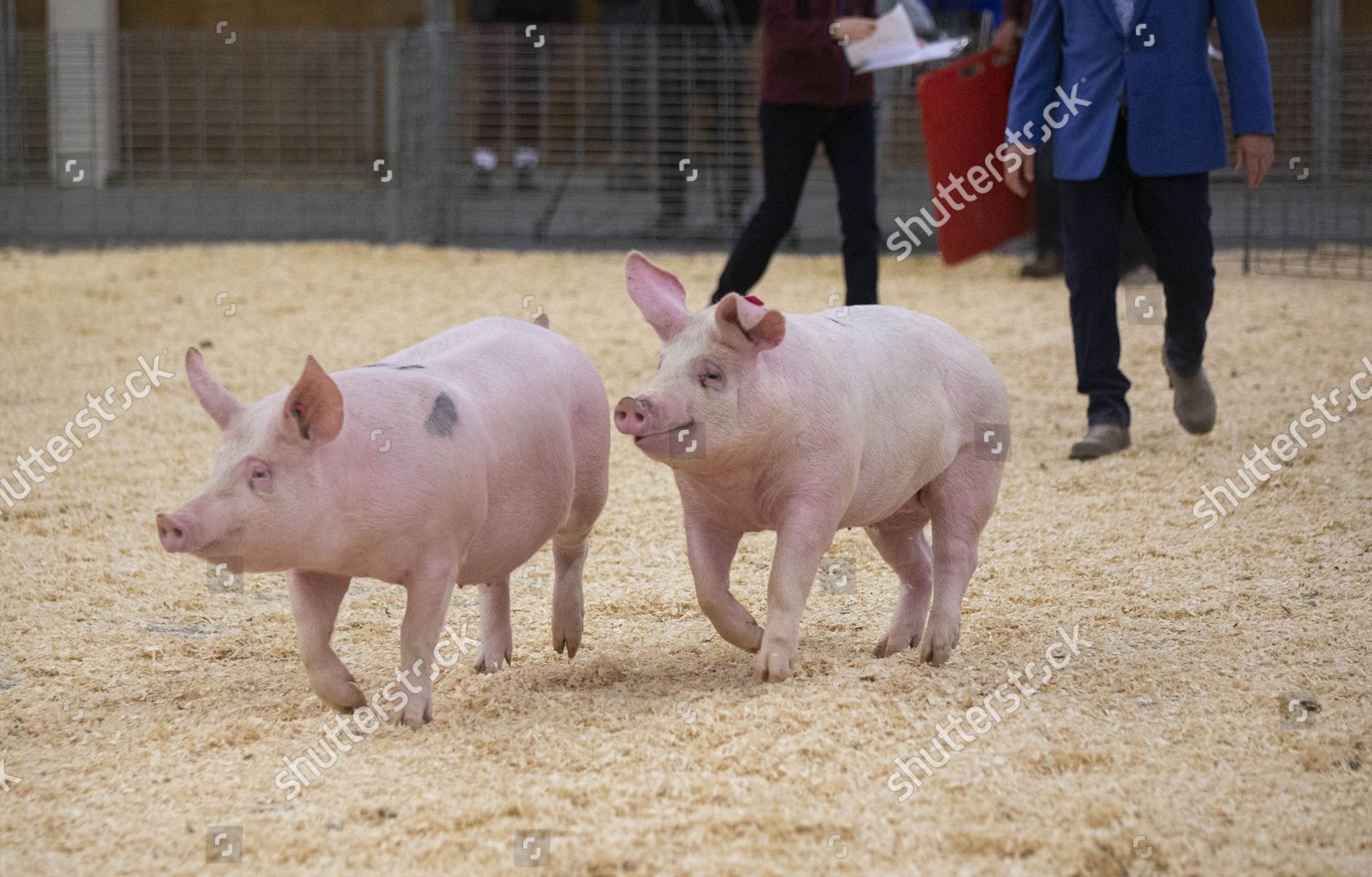 Pigs Seen During Junior Swine Show Editorial Stock Photo - Stock Image ...