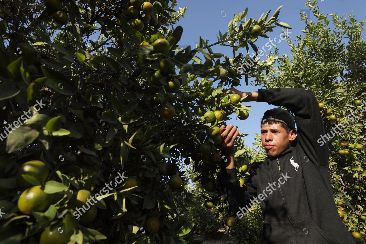 Palestinian Farmers Harvest Clementine Farm Khan Editorial Stock Photo ...