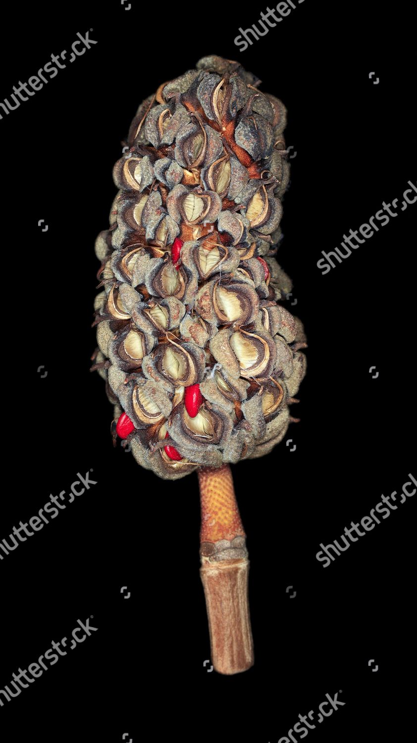 Cones Red Seeds Southern Magnolia Magnolia Editorial Stock Photo ...