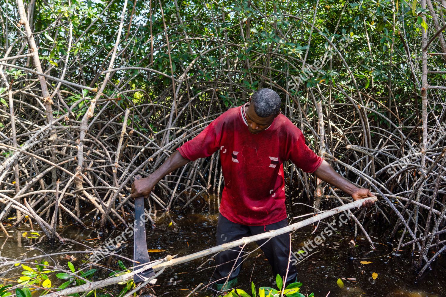 Worker Cut Down Mangrove Trees Firewood Editorial Stock Photo - Stock ...