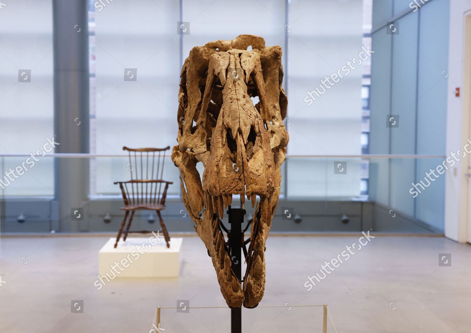 One Most Complete Tyrannosaurus Rex Skulls Editorial Stock Photo ...