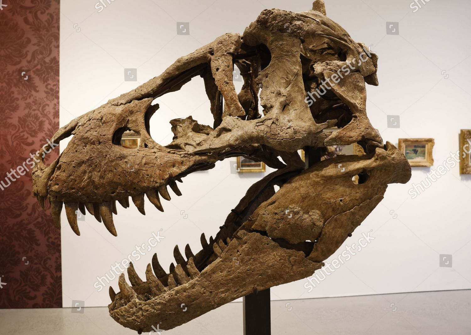 One Most Complete Tyrannosaurus Rex Skulls Editorial Stock Photo ...