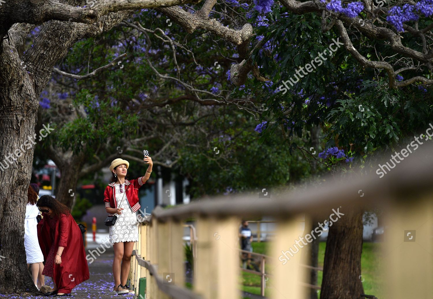 Woman Poses Photographs Under Jacaranda Trees Editorial Stock Photo ...