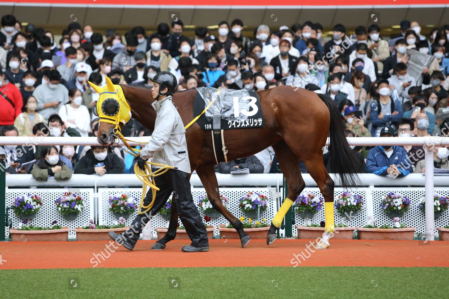 Queens Melissa Led Through Paddock Before Editorial Stock Photo - Stock ...