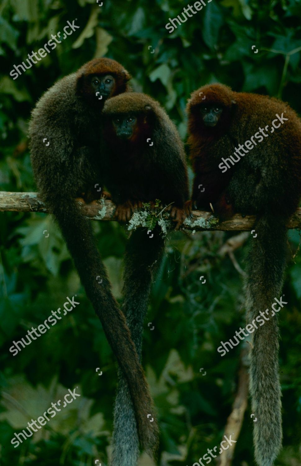 Closeup Callicebus Monkeys Delta Regional Primate Editorial Stock Photo ...