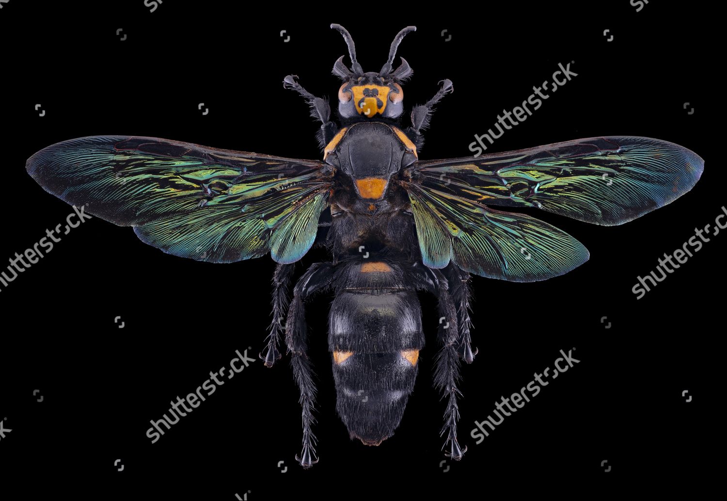 Giant Scoliid Wasp Megascolia Procer Javanensis Editorial Stock Photo ...