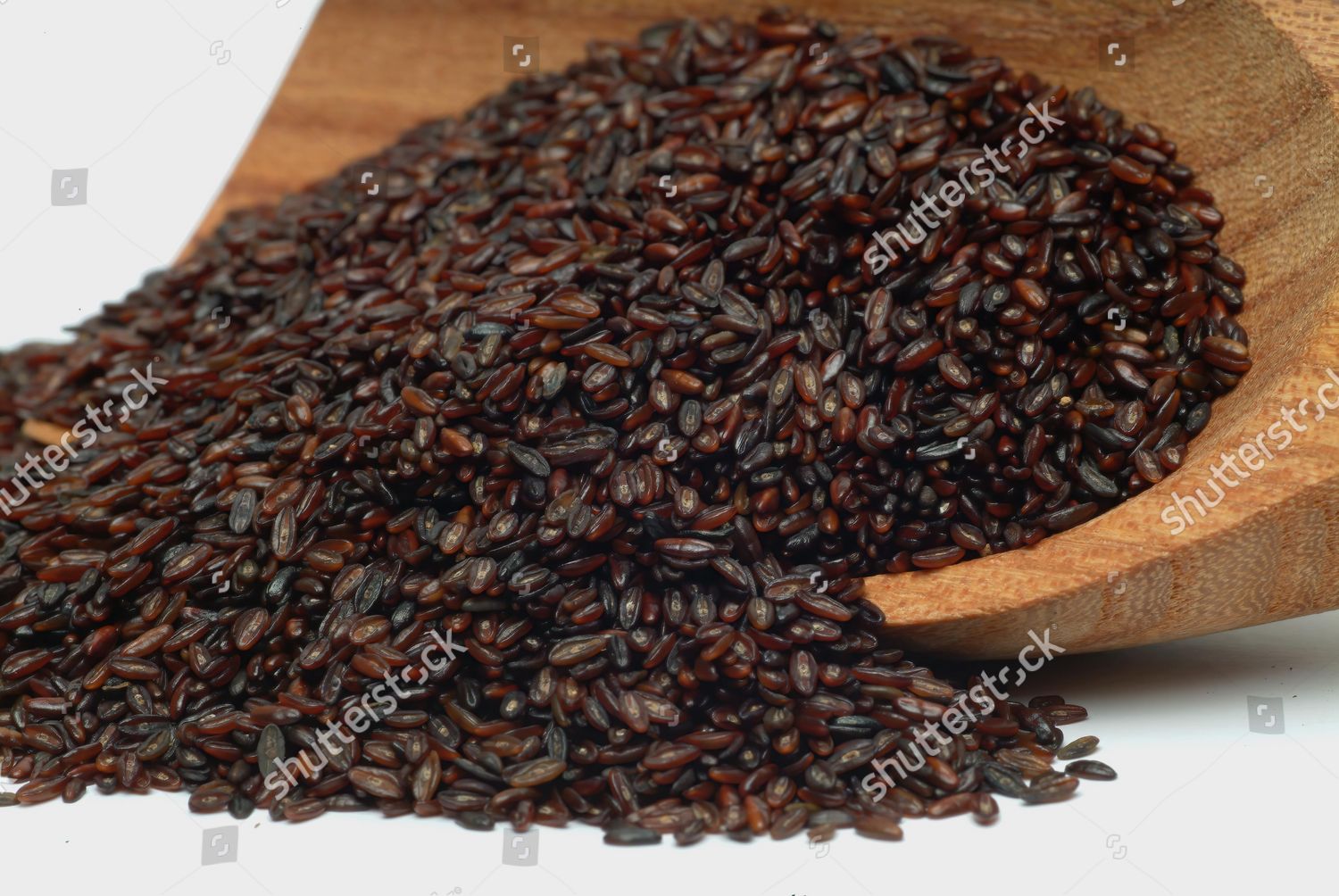 Plant Species Plantain Genus Plantago Seeds Editorial Stock Photo ...