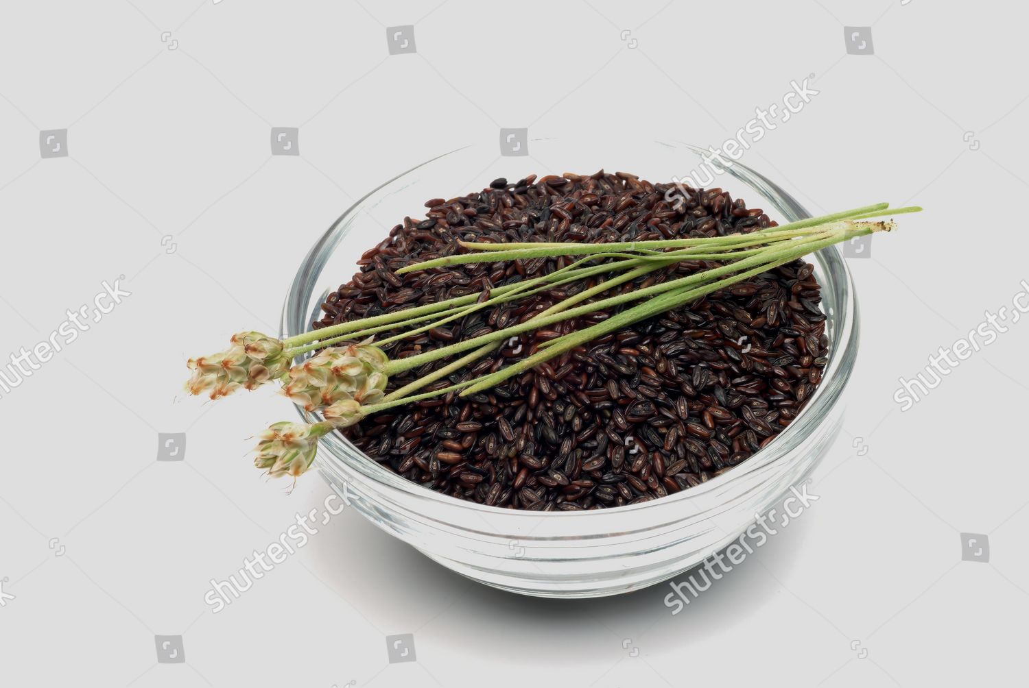 Plant Species Plantain Genus Plantago Seeds Editorial Stock Photo ...