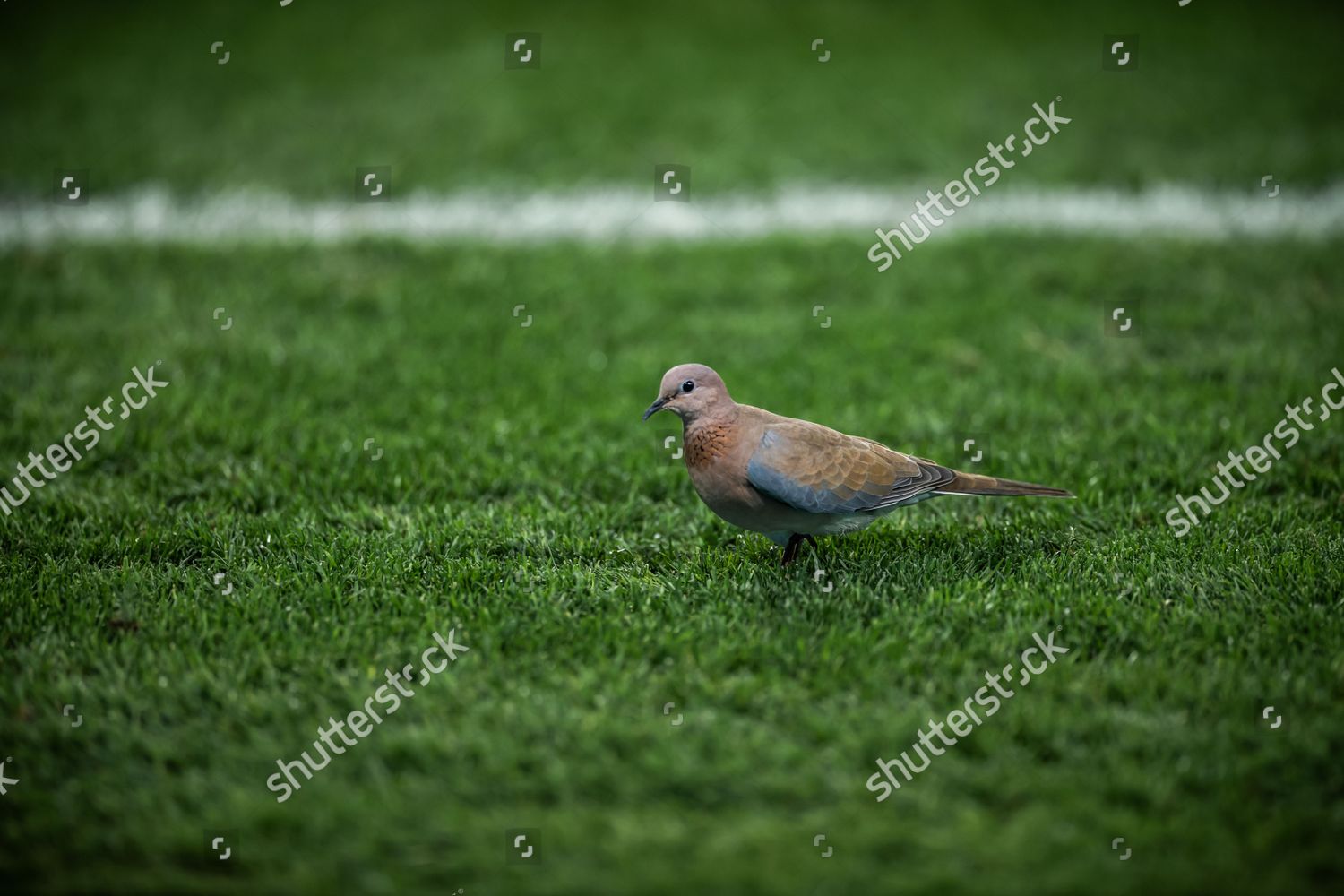 Bird Seen During Fifa World Cup Editorial Stock Photo - Stock Image ...