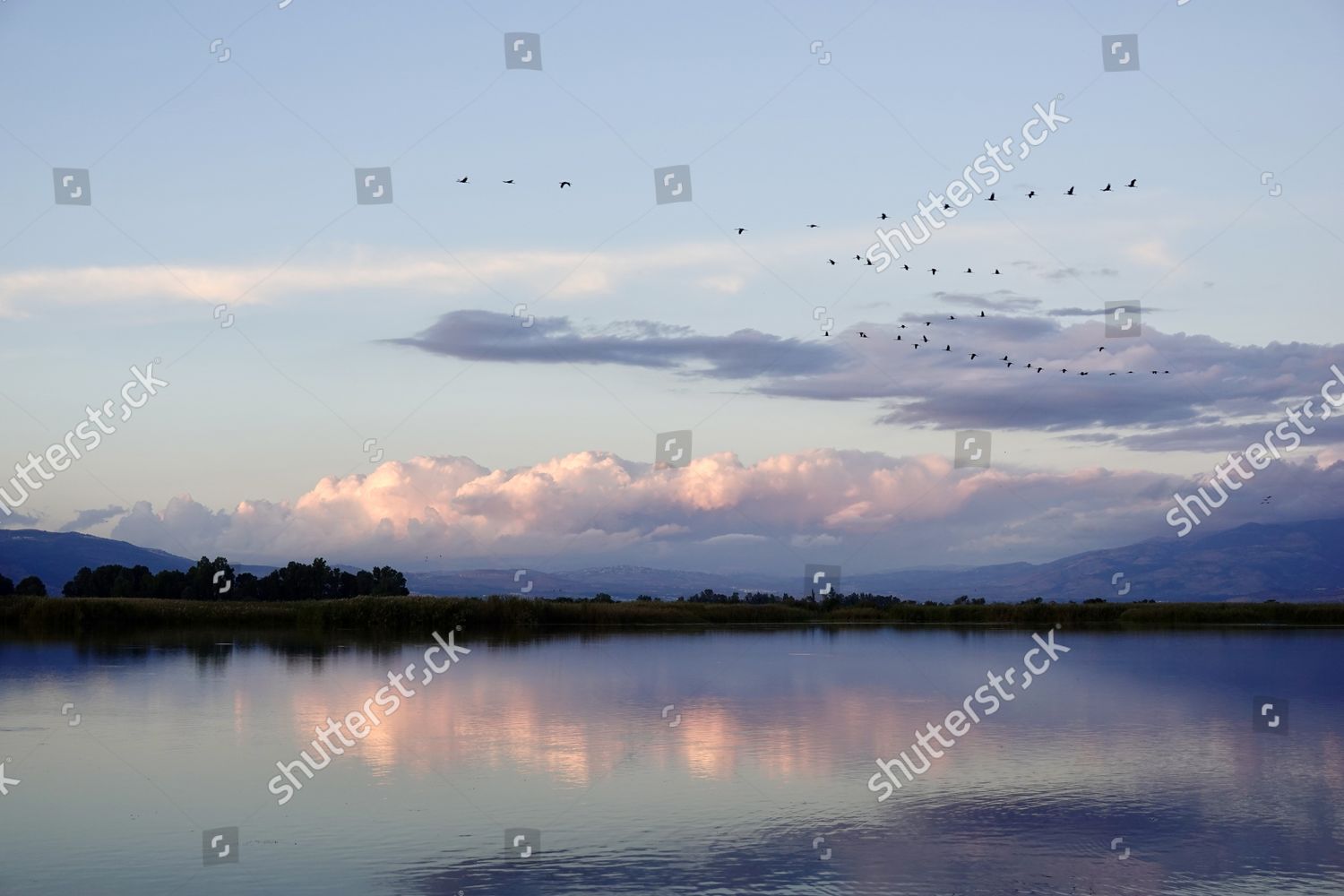 Flock Migrating Birds Seen Above Lake Editorial Stock Photo - Stock ...