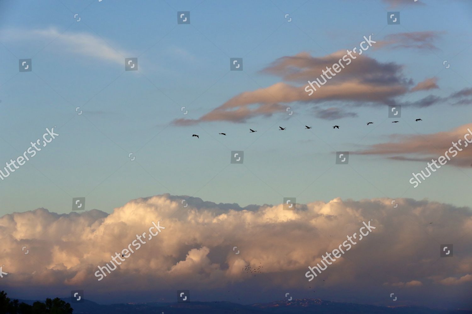 Flock Migrating Birds Seen Above Lake Editorial Stock Photo - Stock ...