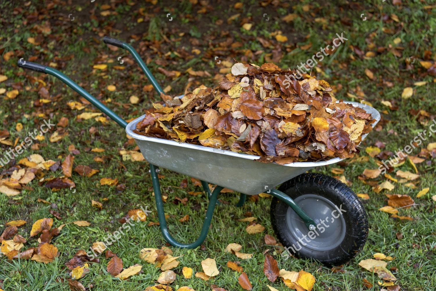 Autumn Leaves Wheelbarrow Garden Autumn Coloured Editorial Stock Photo ...