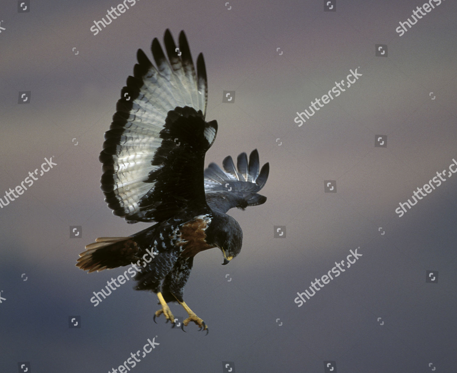 Jackal Buzzard Buteo Rufofuscus Flight Giants Editorial Stock Photo ...