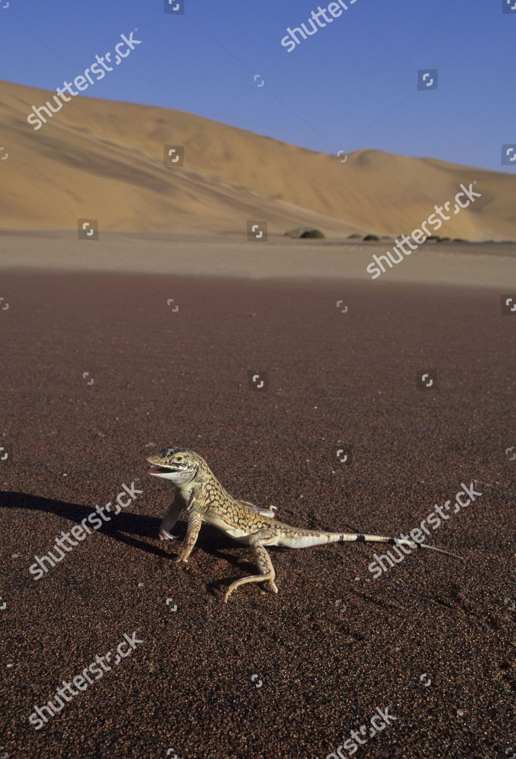 Shovelsnouted Lizard Aporosaurus Anchietae Namib Desert Editorial Stock ...