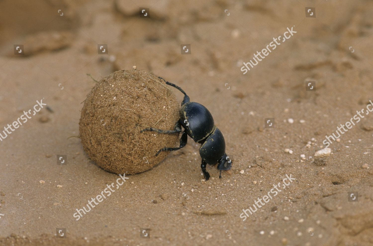 Flightless Dung Beetle Circellium Bacchus Addo Editorial Stock Photo ...