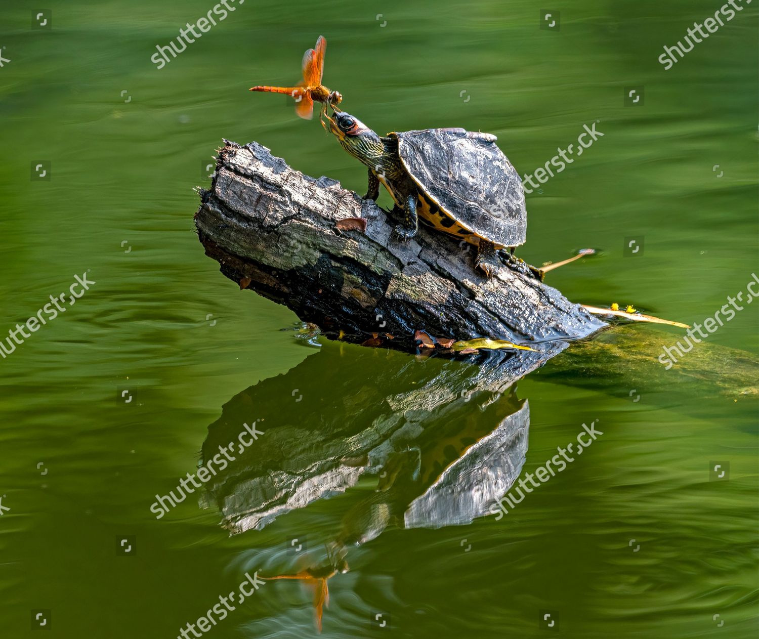 Dragonfly Turtle Become Unlikely Friends They Editorial Stock Photo ...