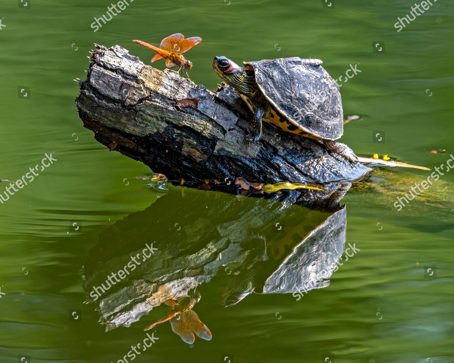 Dragonfly Turtle Become Unlikely Friends They Editorial Stock Photo ...