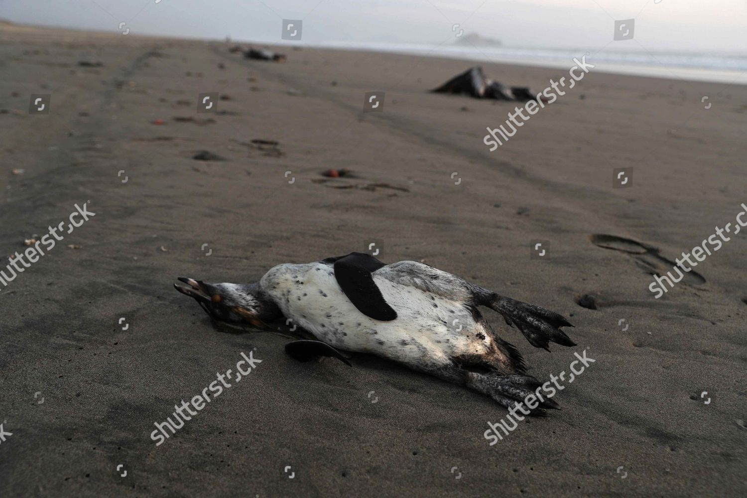 Dead Pelican Conchan Beach Lima Peru Editorial Stock Photo - Stock ...