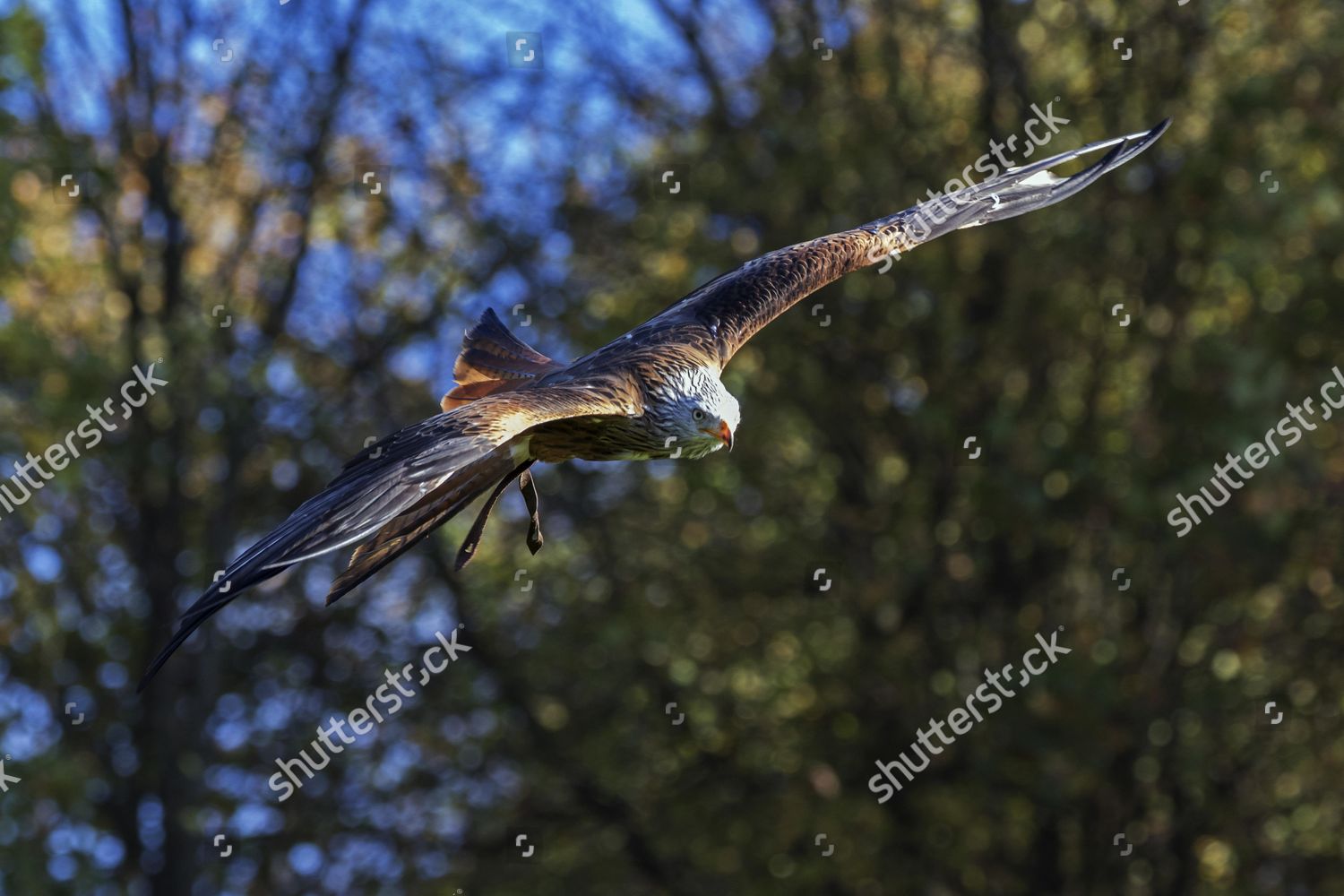 Red Kite Milvus Milvus Flight Captive Editorial Stock Photo - Stock ...