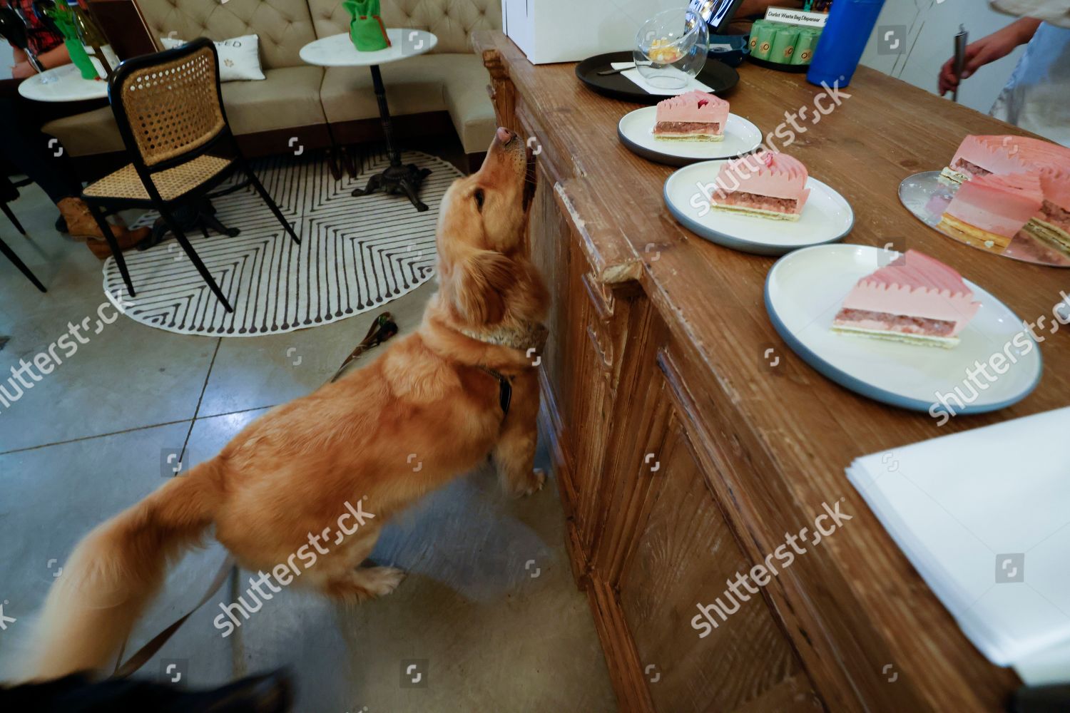 Ramsay Golden Retriever Takes Snip Birthday Editorial Stock Photo ...