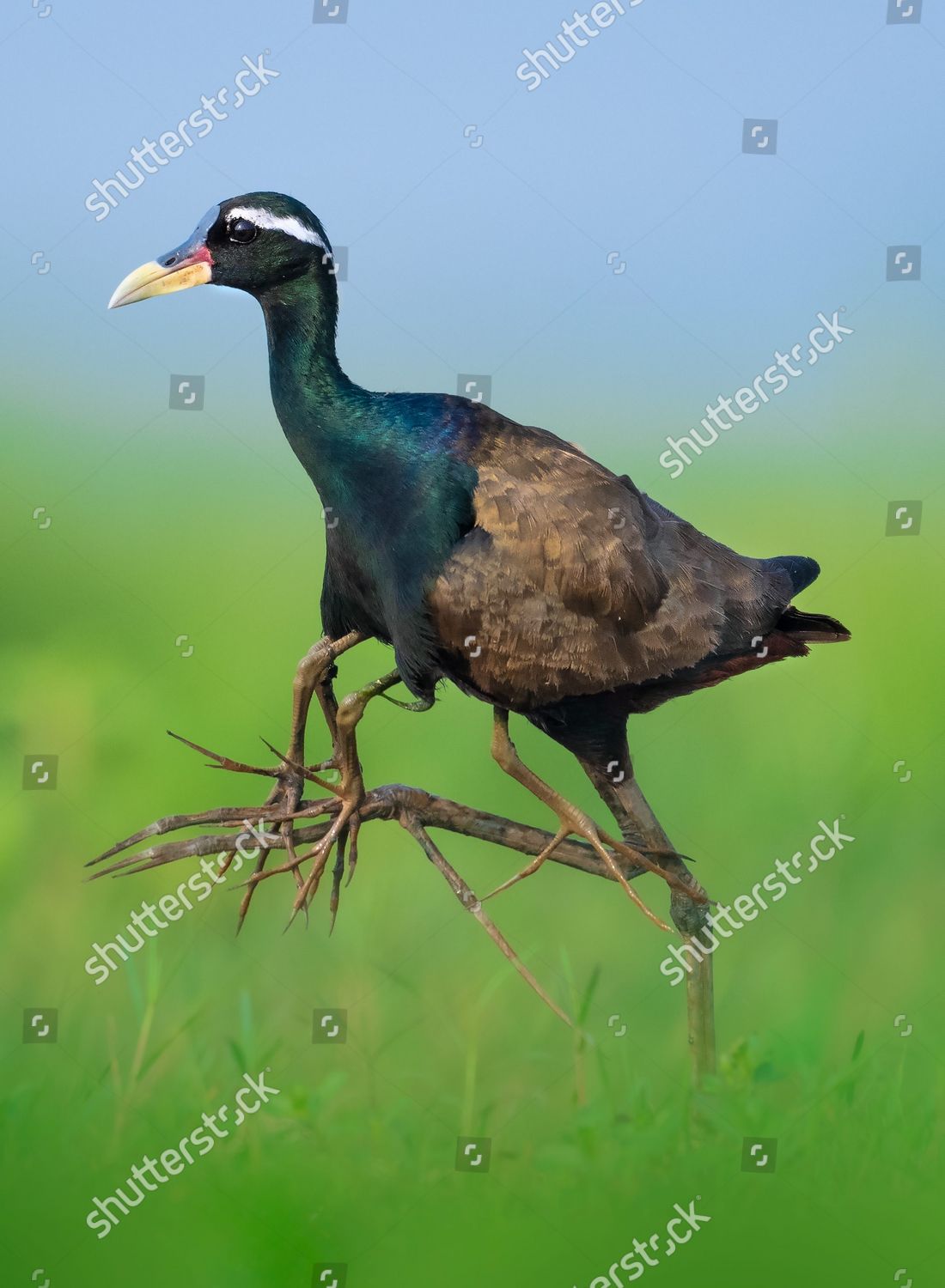 Bird Appears Scuttle Away On Six Editorial Stock Photo - Stock Image ...