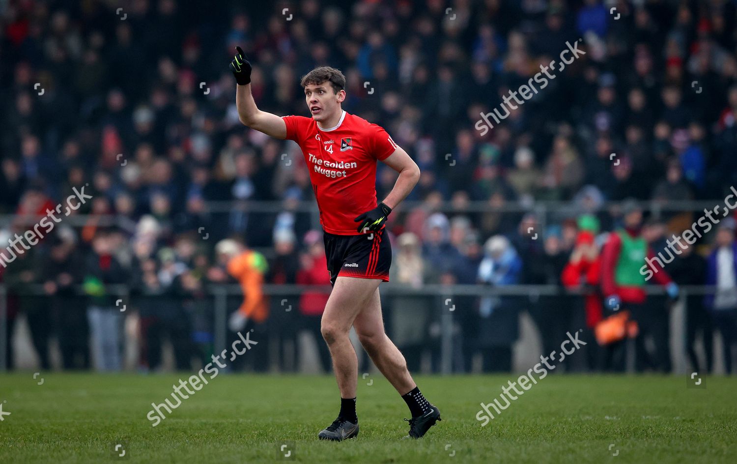 Fossa Vs Kilmurry Fossas David Clifford Editorial Stock Photo - Stock ...