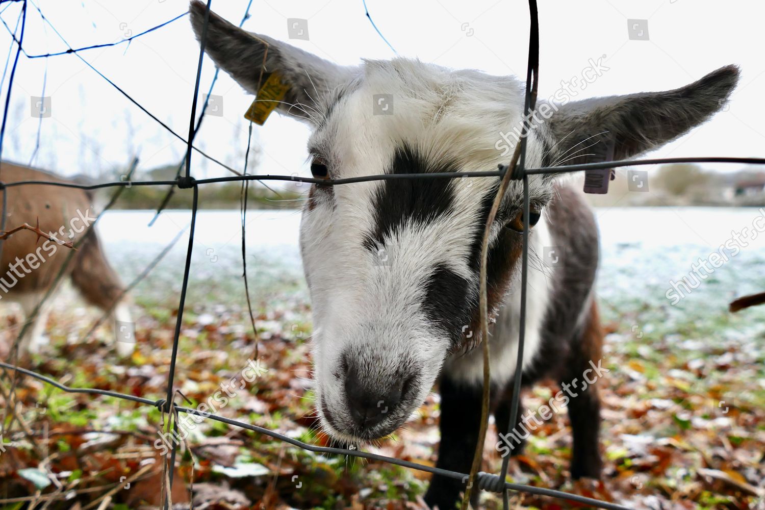 Inquisitive Pygmy Goats Come Wire Fence Editorial Stock Photo - Stock ...