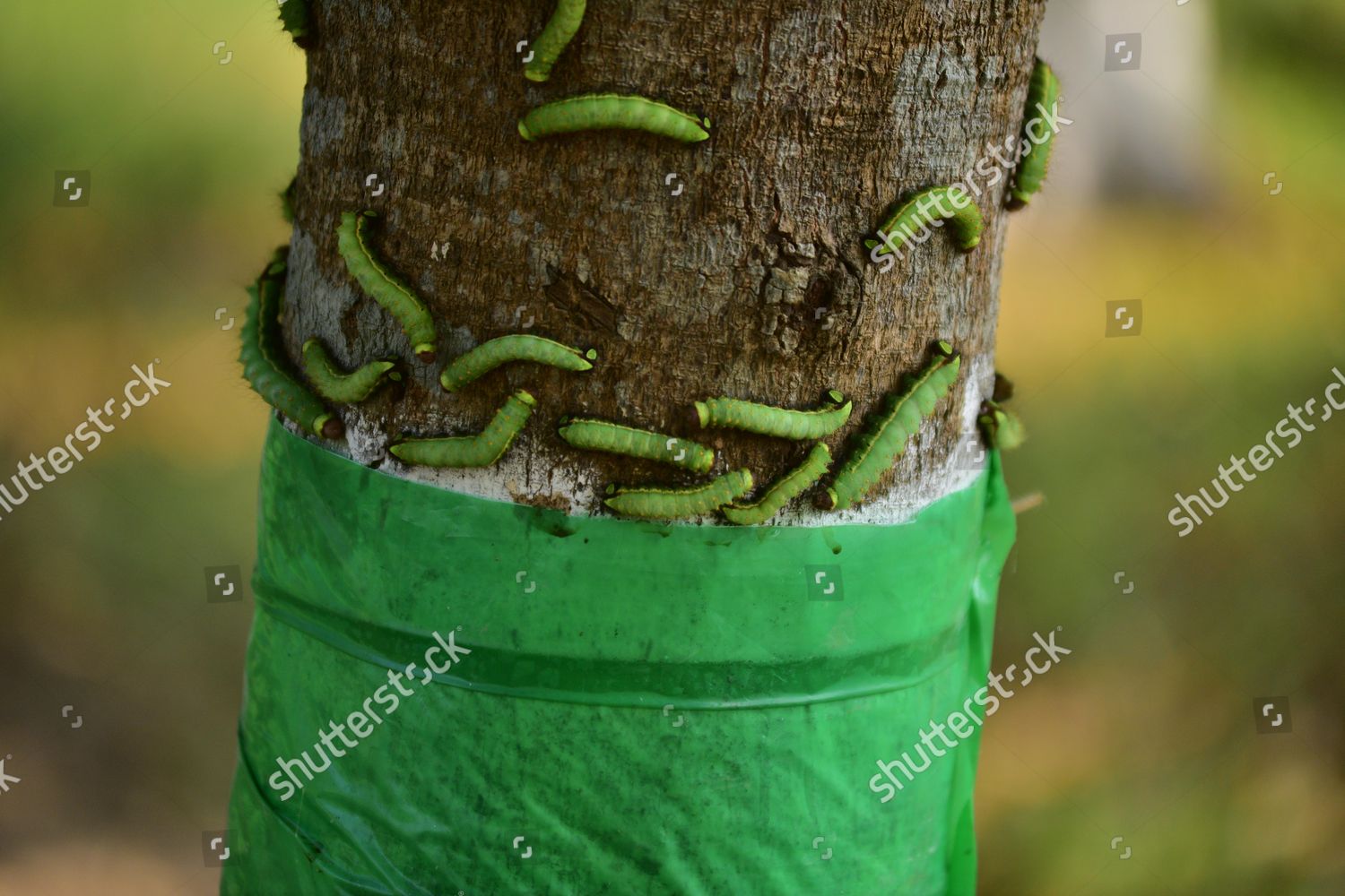 Muga Silkworms Released On Som Tree Editorial Stock Photo - Stock Image ...