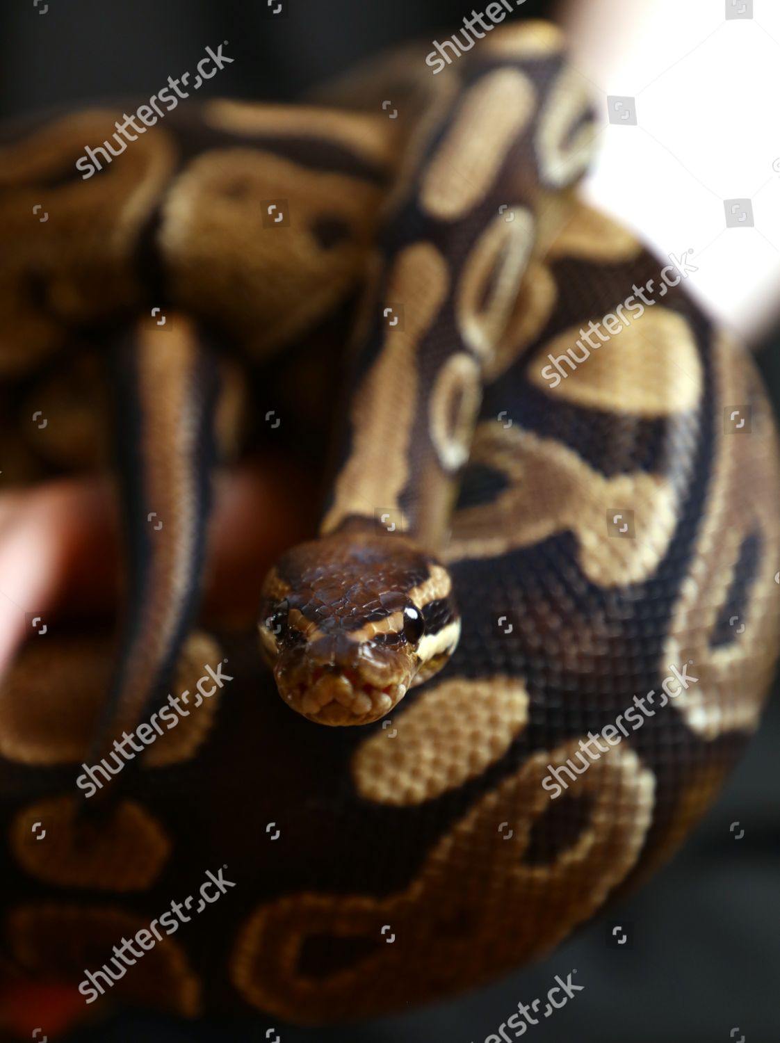 Ball Python Python Regius Called Royal Editorial Stock Photo - Stock ...
