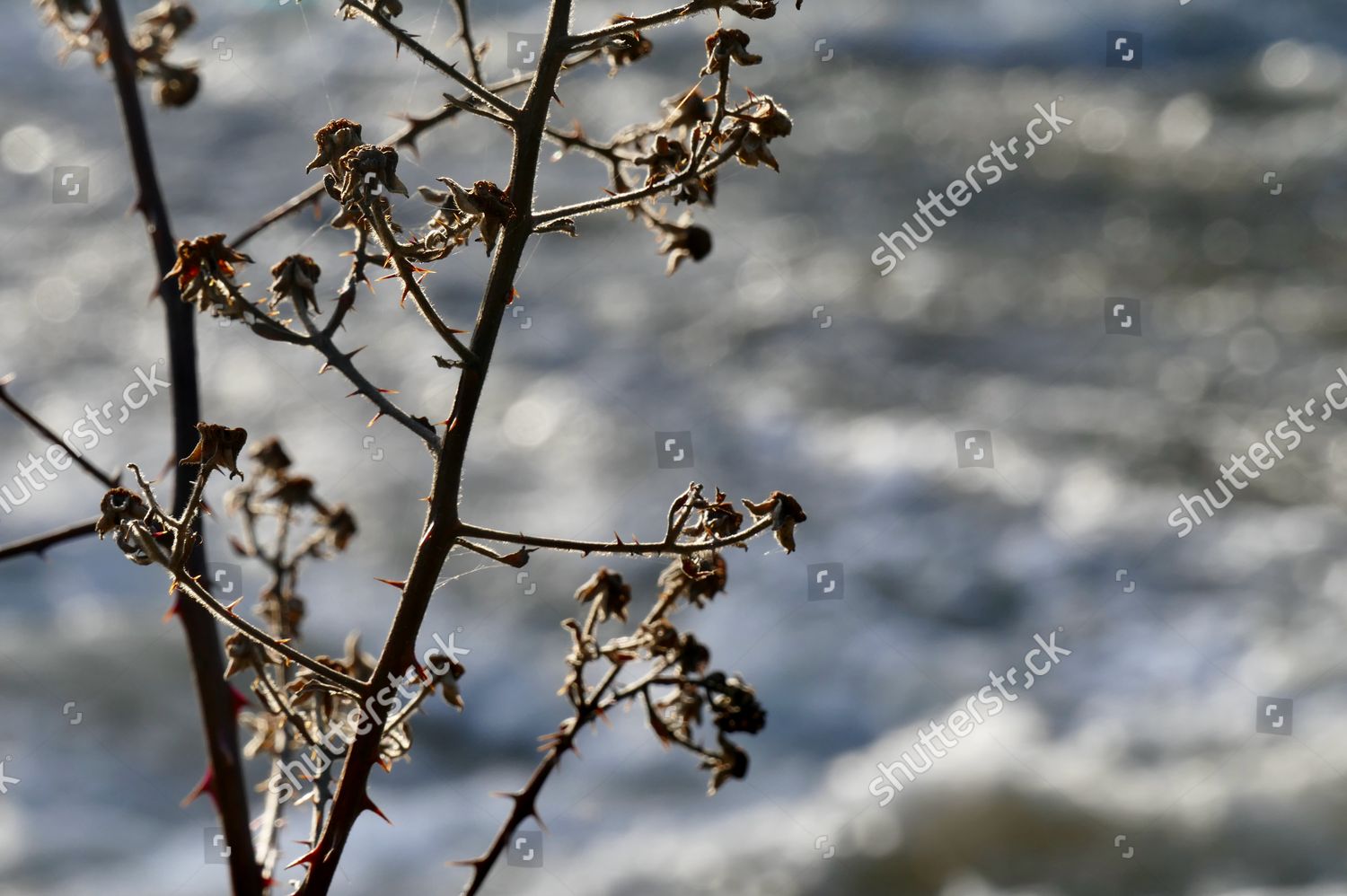 Sluice Gates Marsh Lock Salmon Ladder Editorial Stock Photo - Stock ...