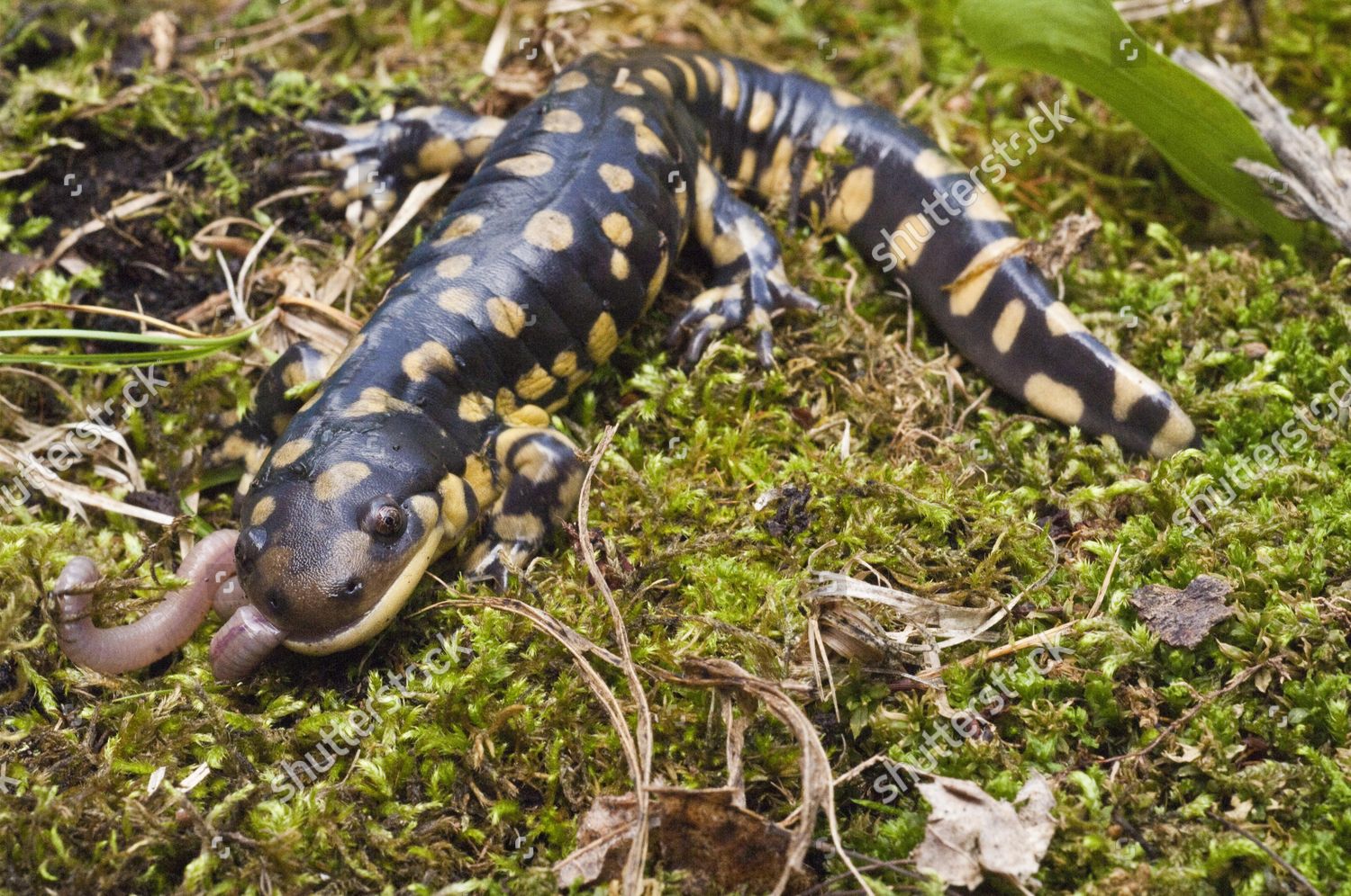 Tiger Salamander Ambystoma Tigrinum Eating Earthworm Editorial Stock ...