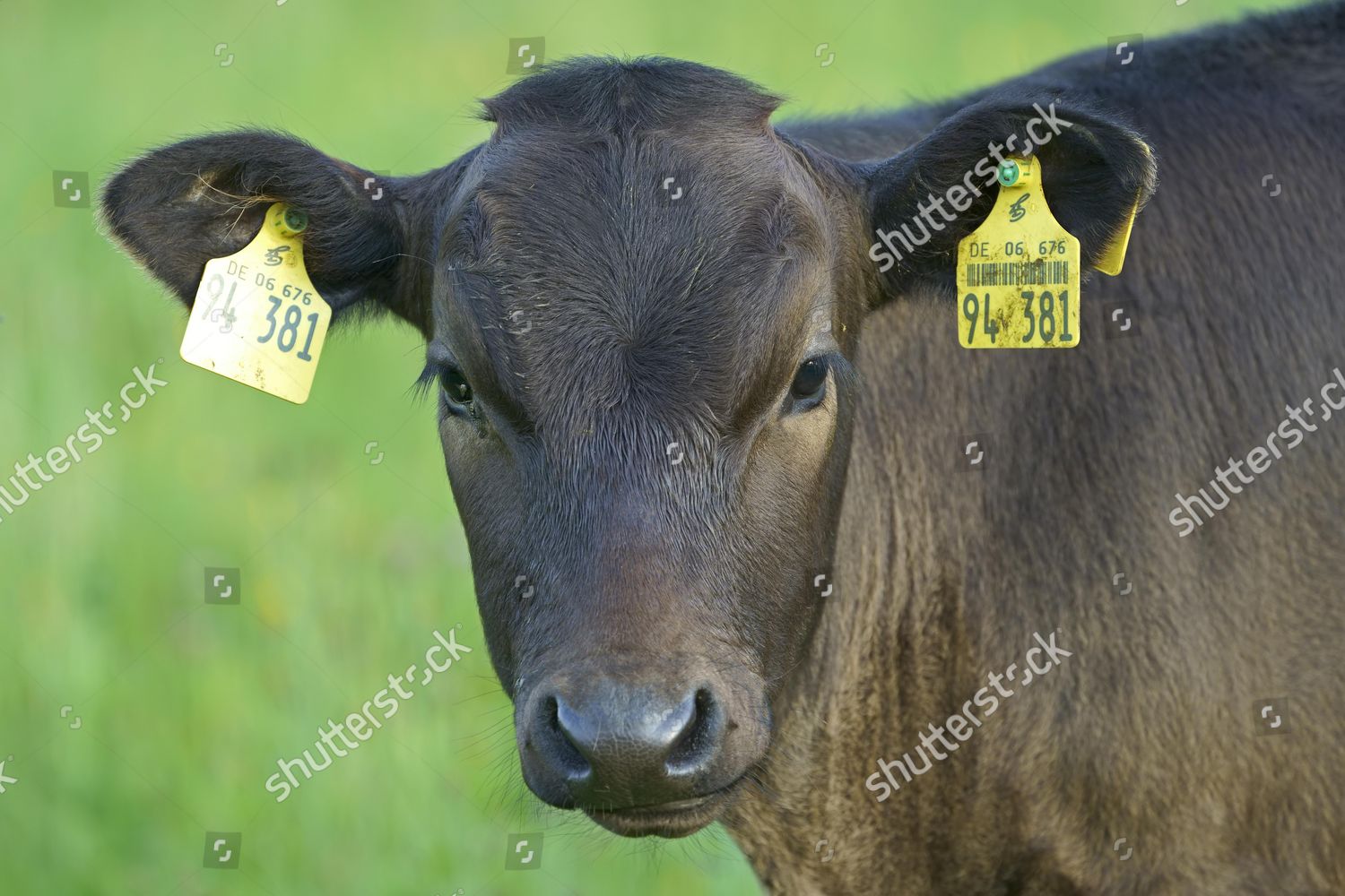 Domestic Cattle Wagyu Japanese Breed Known Editorial Stock Photo ...