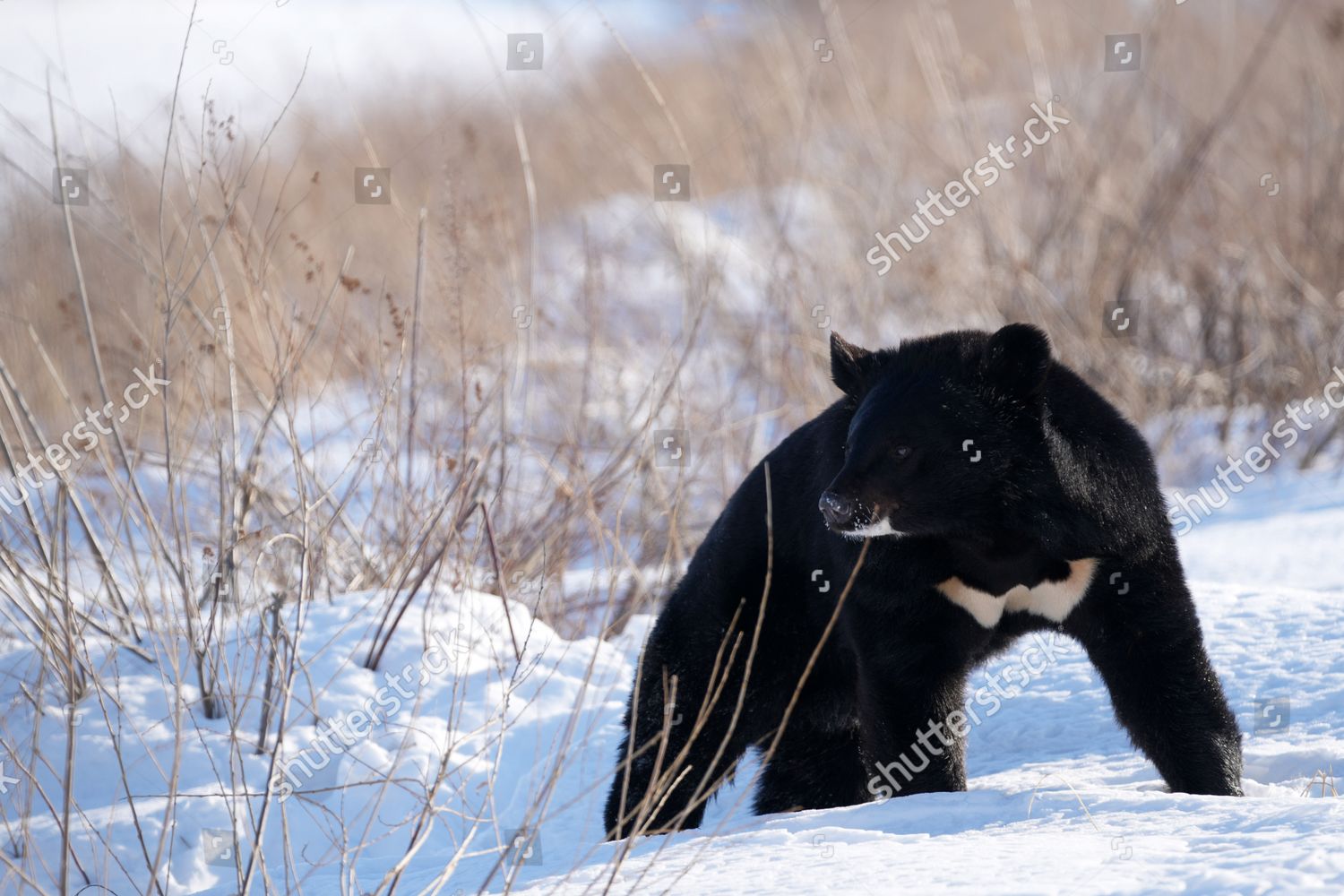 Black Bear Wanders Bear Park Fuyuan Editorial Stock Photo - Stock Image ...