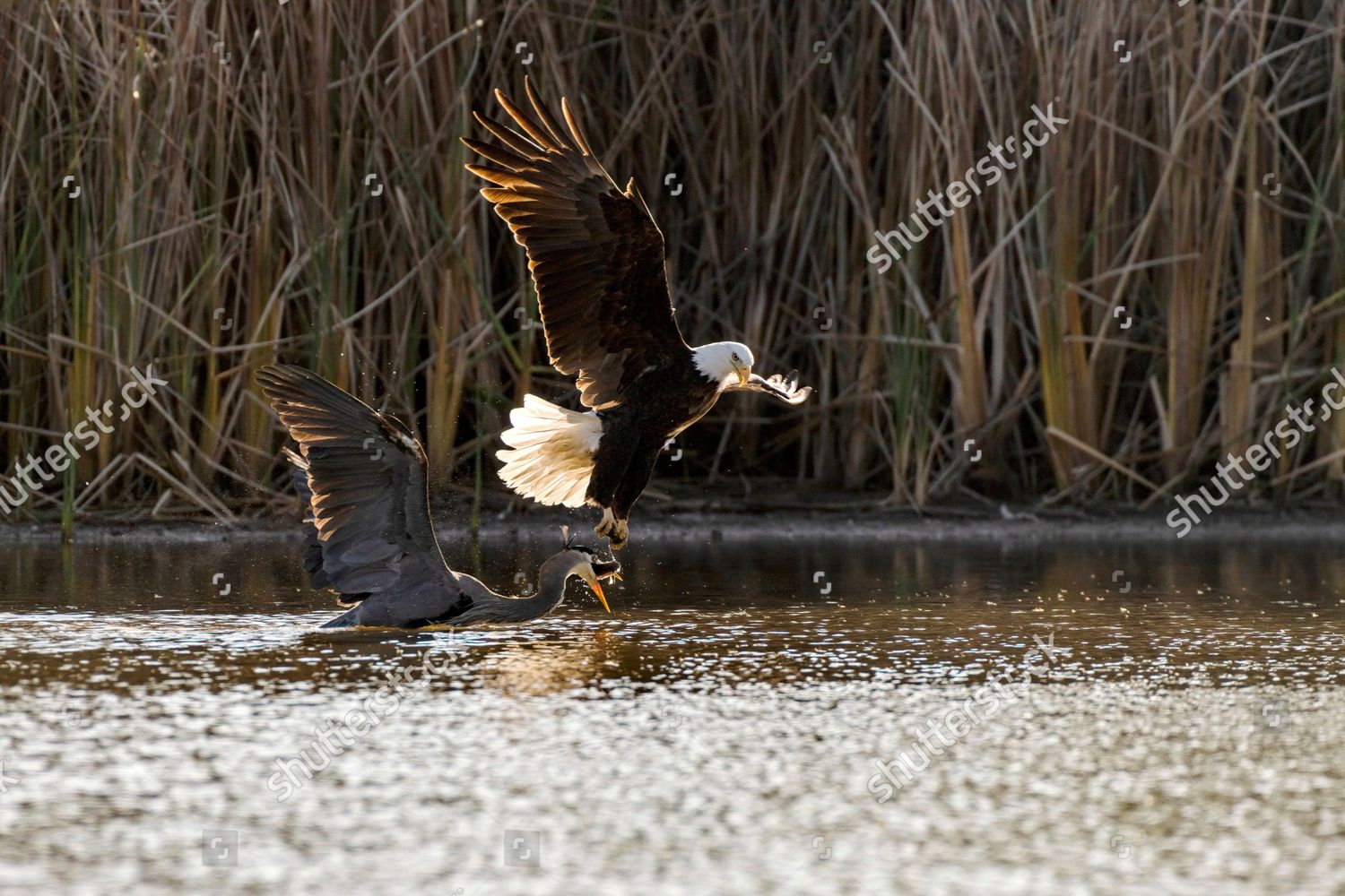 Hungry Eagle Swoops Down Attack Heron Editorial Stock Photo - Stock Image | Shutterstock