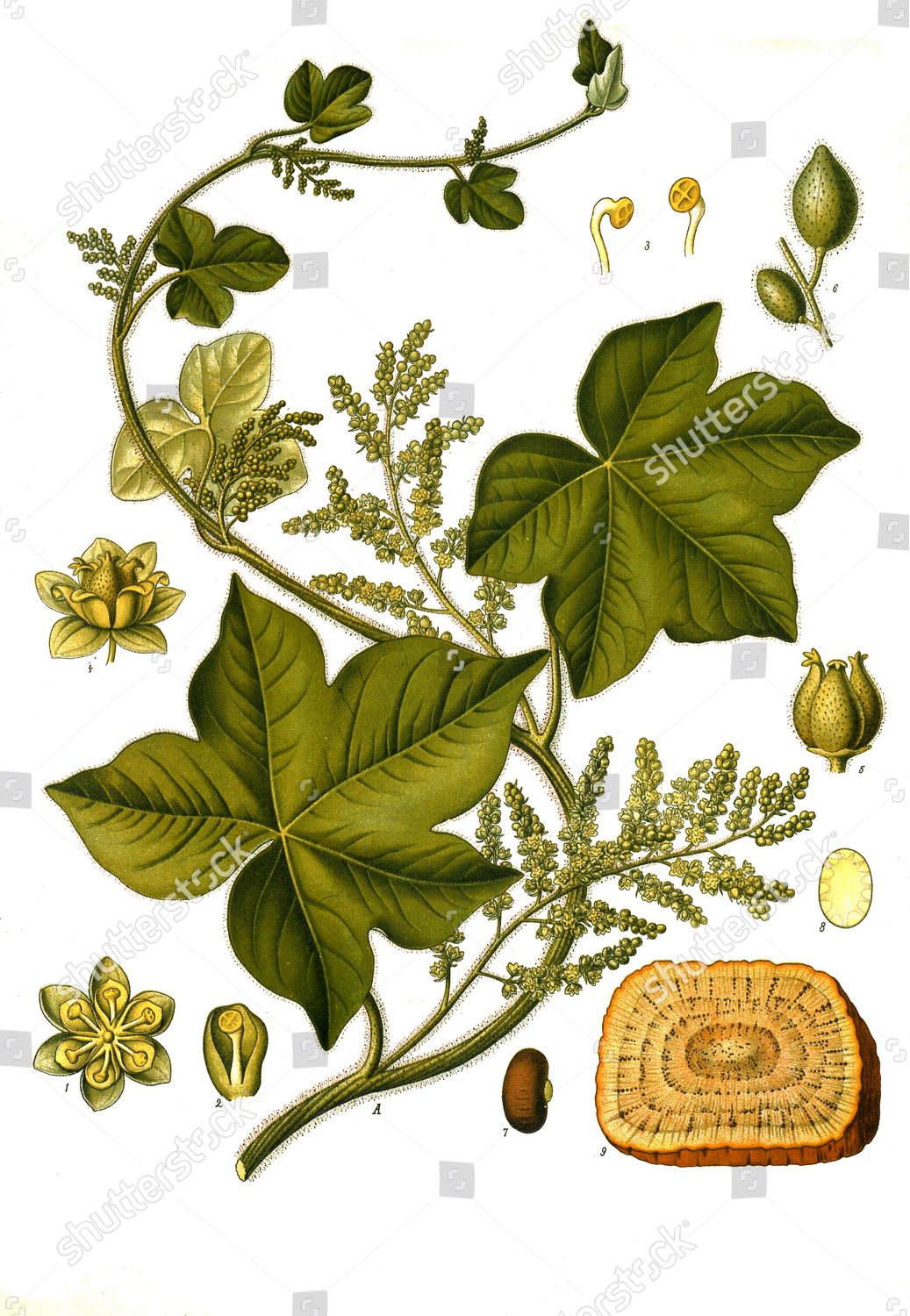 Medicinal Plant Kalumba Called Calumba Jateorhiza Editorial Stock Photo ...