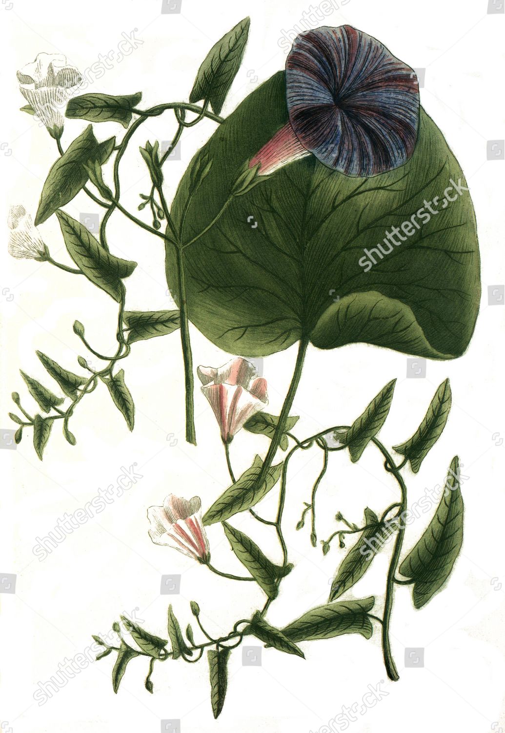 Botany Plant Convolvulus Major Field Bindweed Editorial Stock Photo ...