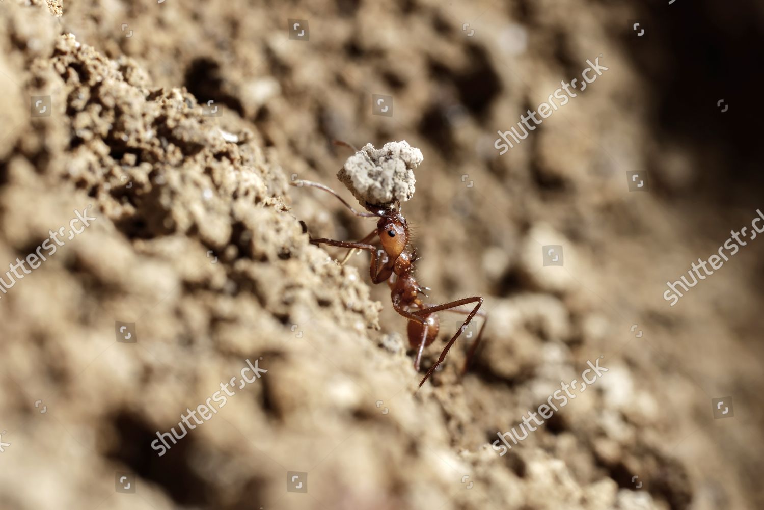 Ant Carries Load San Jose Costa Editorial Stock Photo - Stock Image ...