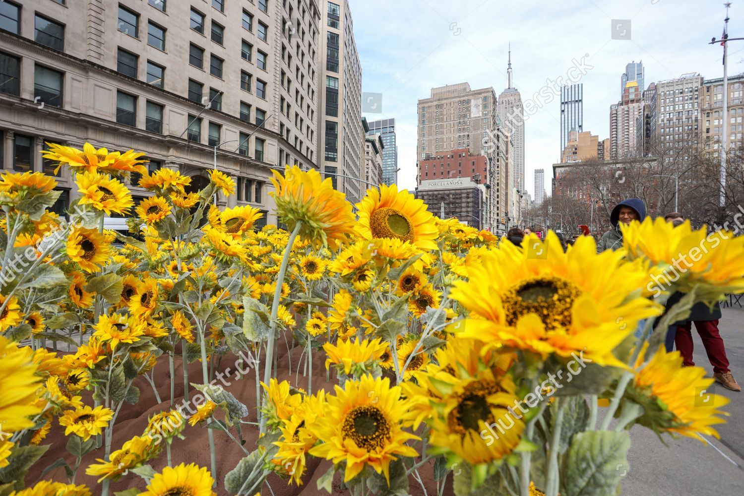 New Installation Featuring 333 Sunflowers Installed Editorial Stock ...