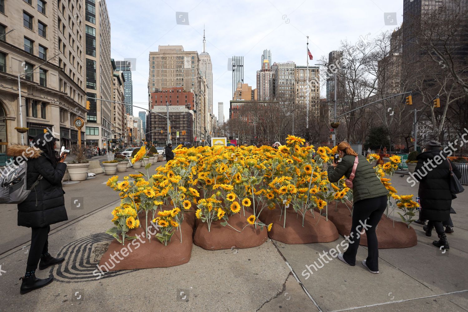 New Installation Featuring 333 Sunflowers Installed Editorial Stock ...
