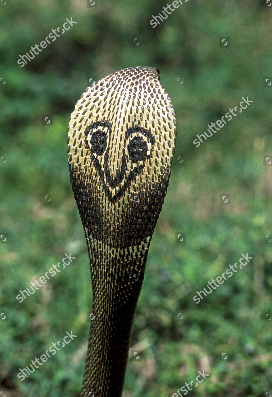 Snake Indian Cobra Indian Spectacled Cobra Editorial Stock Photo ...
