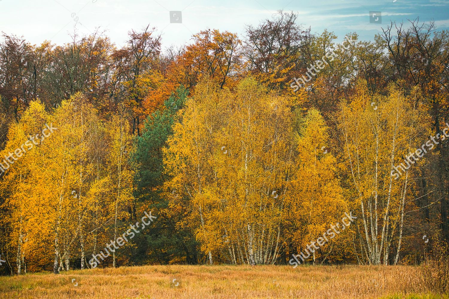Group Young Birch Trees Betula Pendula Editorial Stock Photo - Stock ...
