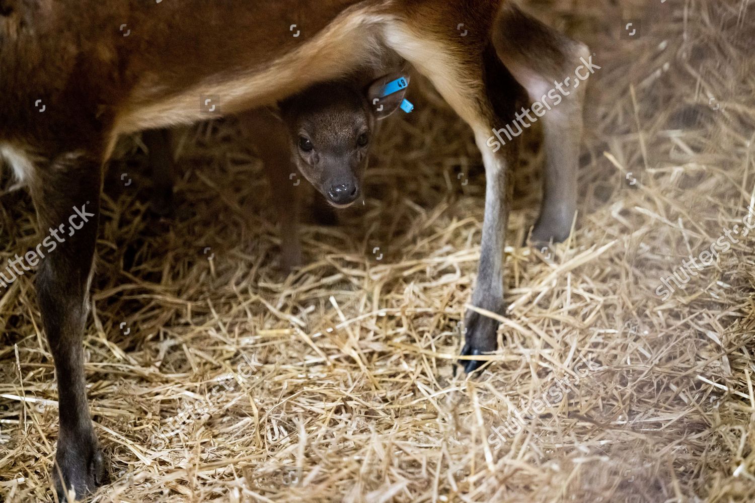 Female Dotted Sambar Deer Named Negra Editorial Stock Photo - Stock ...