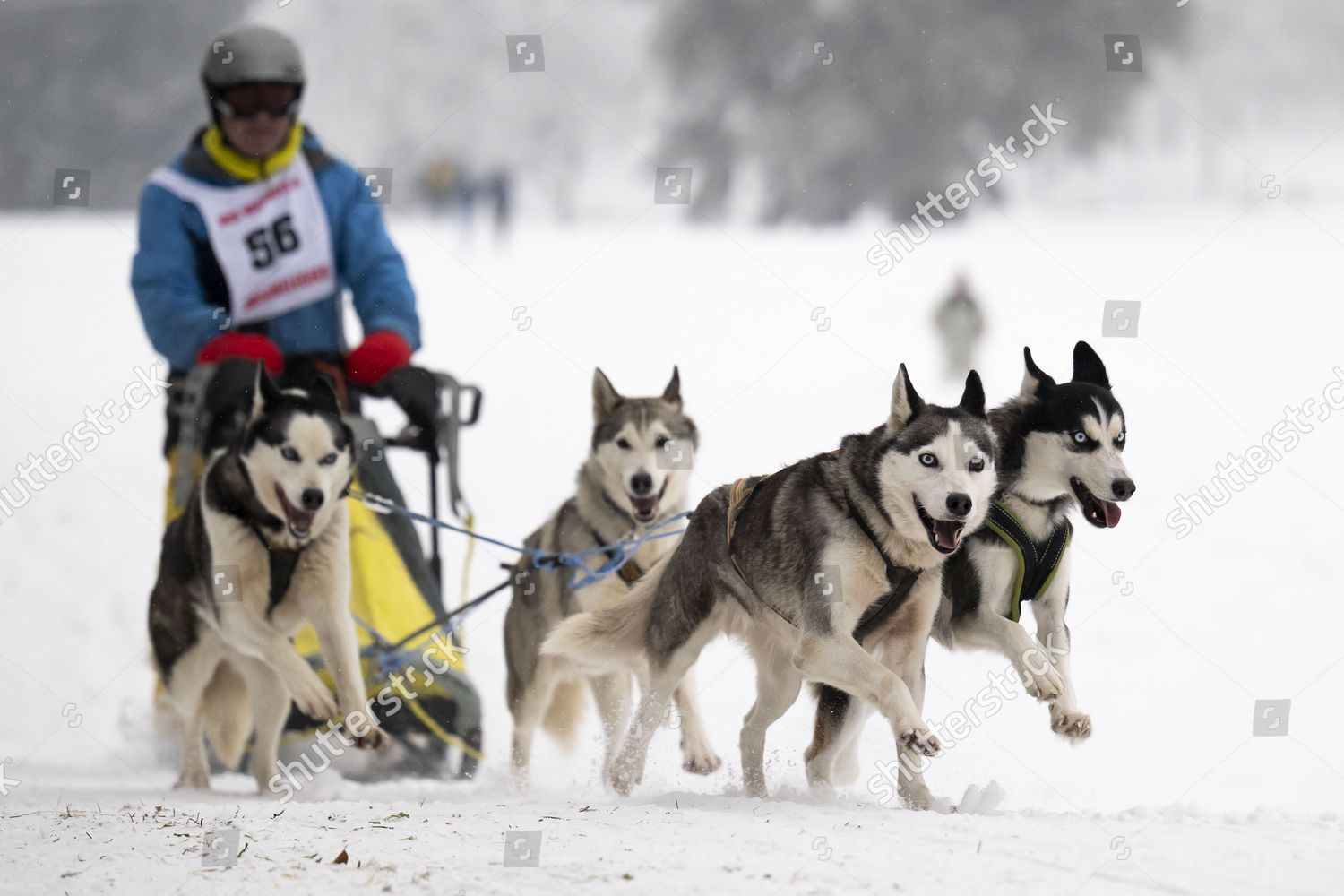 Musher His Dogs Action During 50th Editorial Stock Photo - Stock Image ...