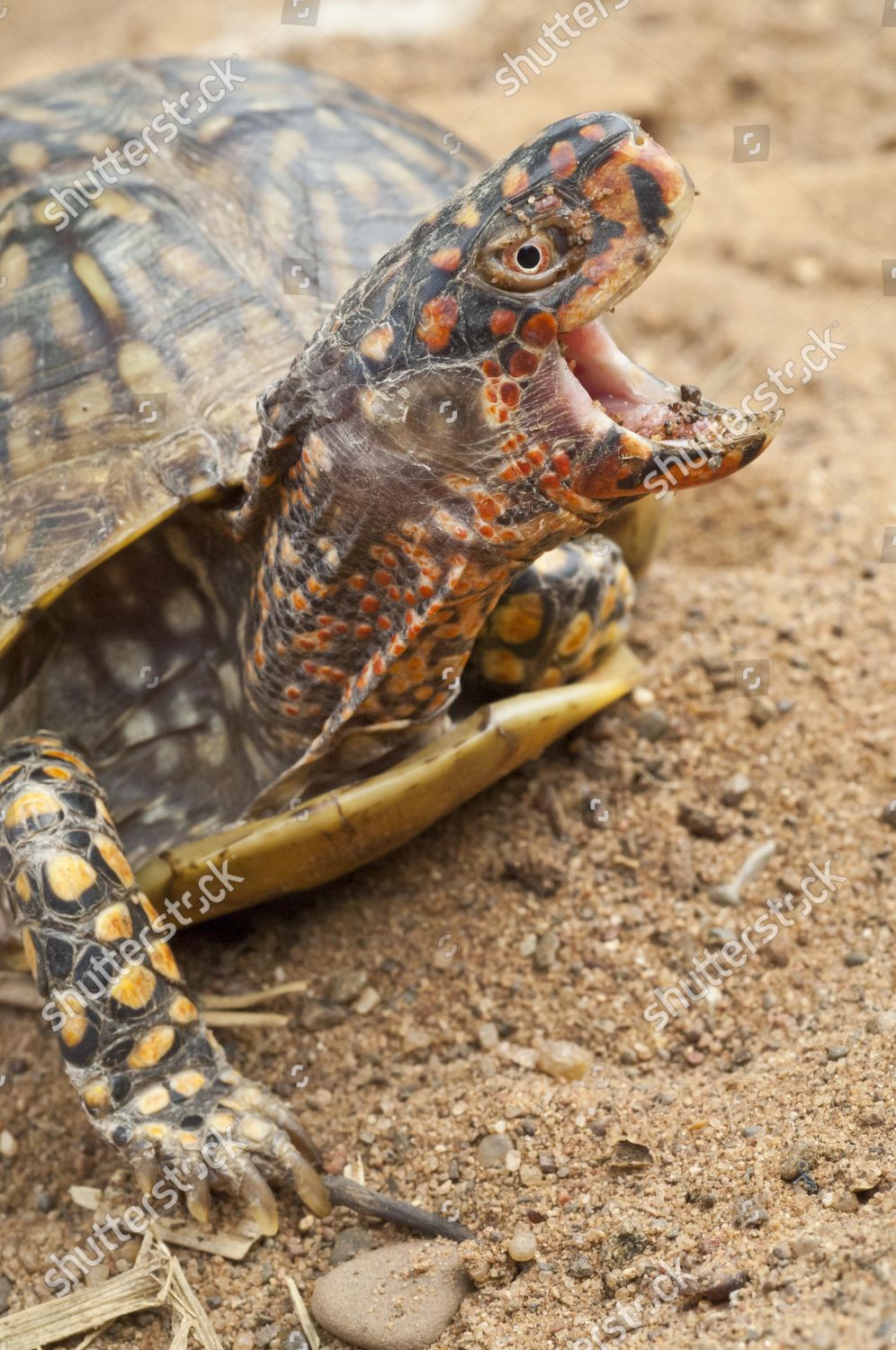3toed Three Toed Box Turtle Terrapene Editorial Stock Photo - Stock ...