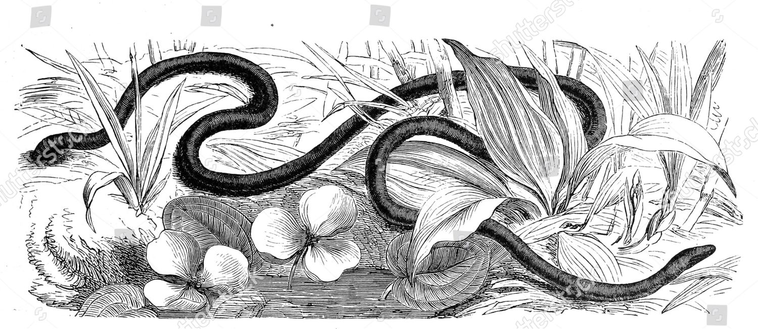 Reptiles Wormworm Caecilia Tentaculata Soildwelling Blind Editorial ...