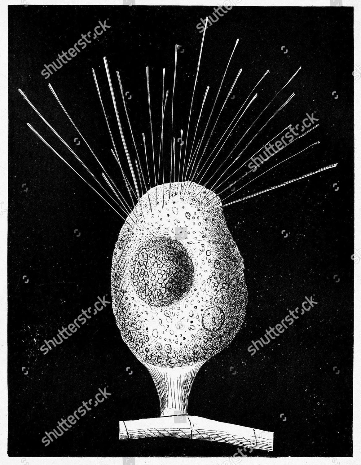 Acineta Ciliates Historic Digitally Restored Reproduction Editorial ...