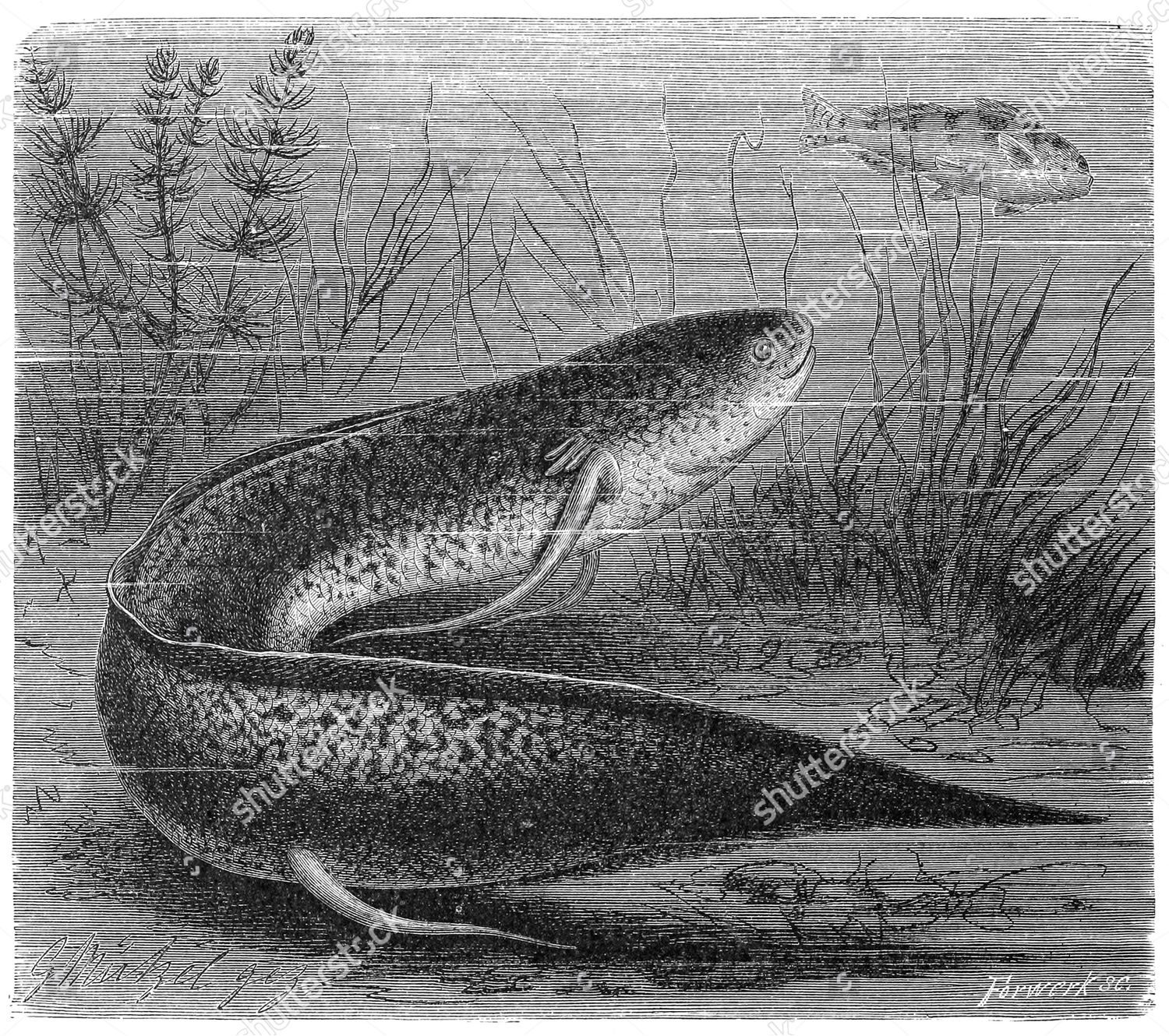 Fish Pigfish West African Lungfish Protopterus Editorial Stock Photo ...