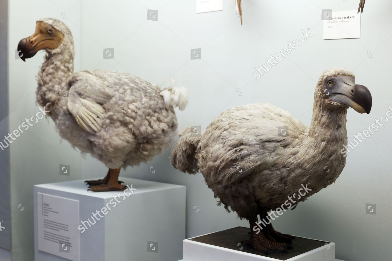 Life Size Realistic Models Dodo Natural Editorial Stock Photo - Stock ...